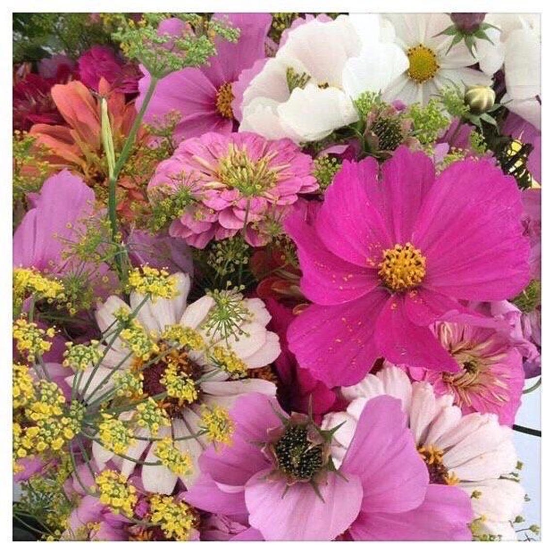 30 Seeds Lovely Flower Pink Mix - Etsy