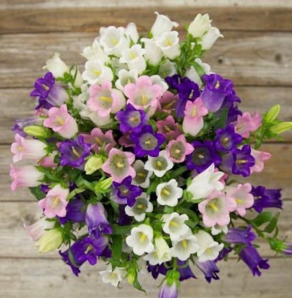 100 Seeds Canterbury Bells Terry Mix Flower Perennial Balcony - Etsy