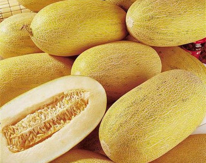 25 +seeds Golden Sweet Crispy Hami Melon Seeds - Etsy