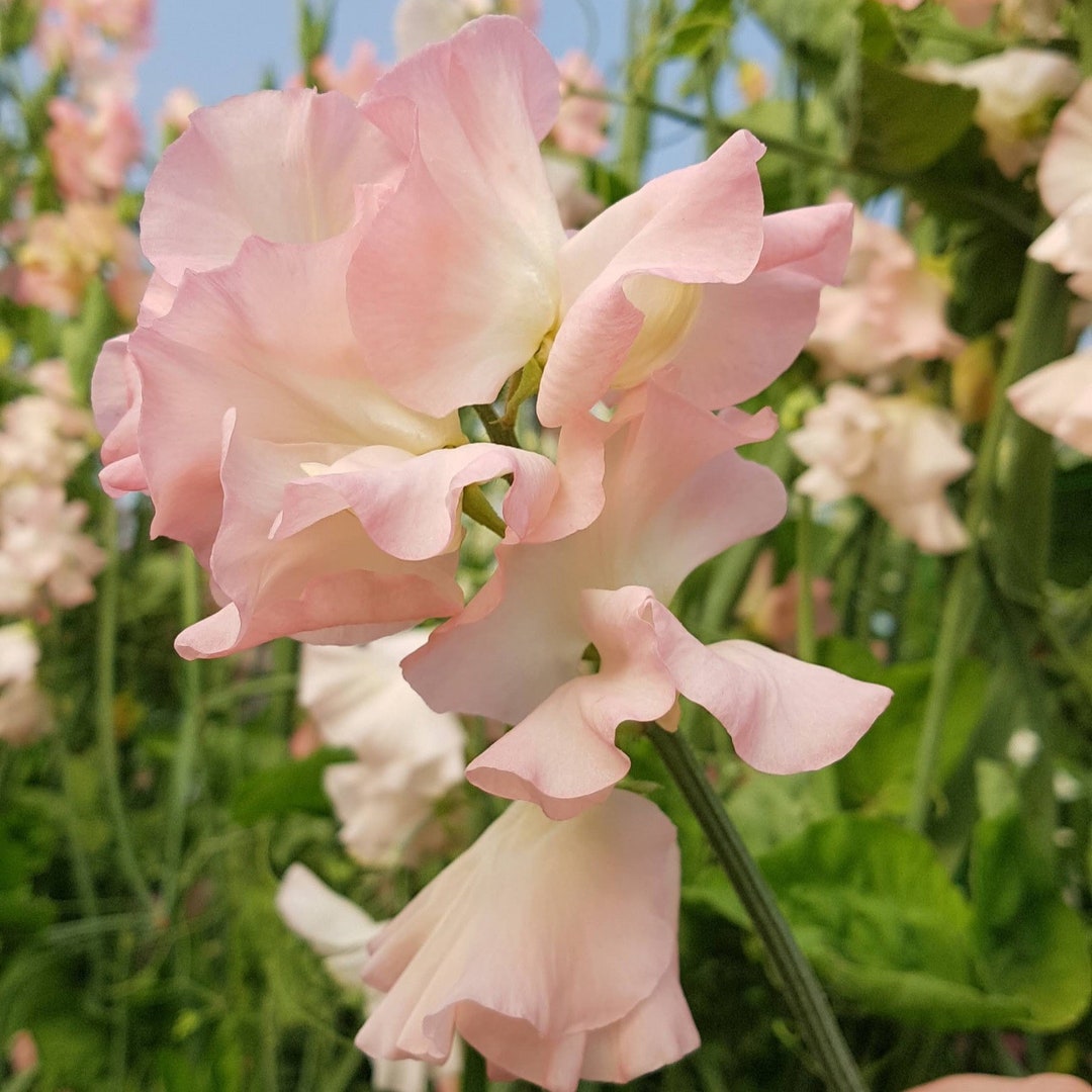 10 Seeds Organic Sweet Pea Pale Pink (lathyrus Odoratus) - Etsy