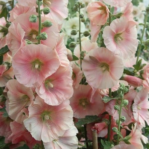 20 Seeds Hollyhock Alcea Rosea Cottage Apricot Peach Seeds - Etsy