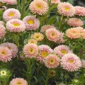 30 Seeds Lovely China Aster Matsumoto Apricot - Etsy