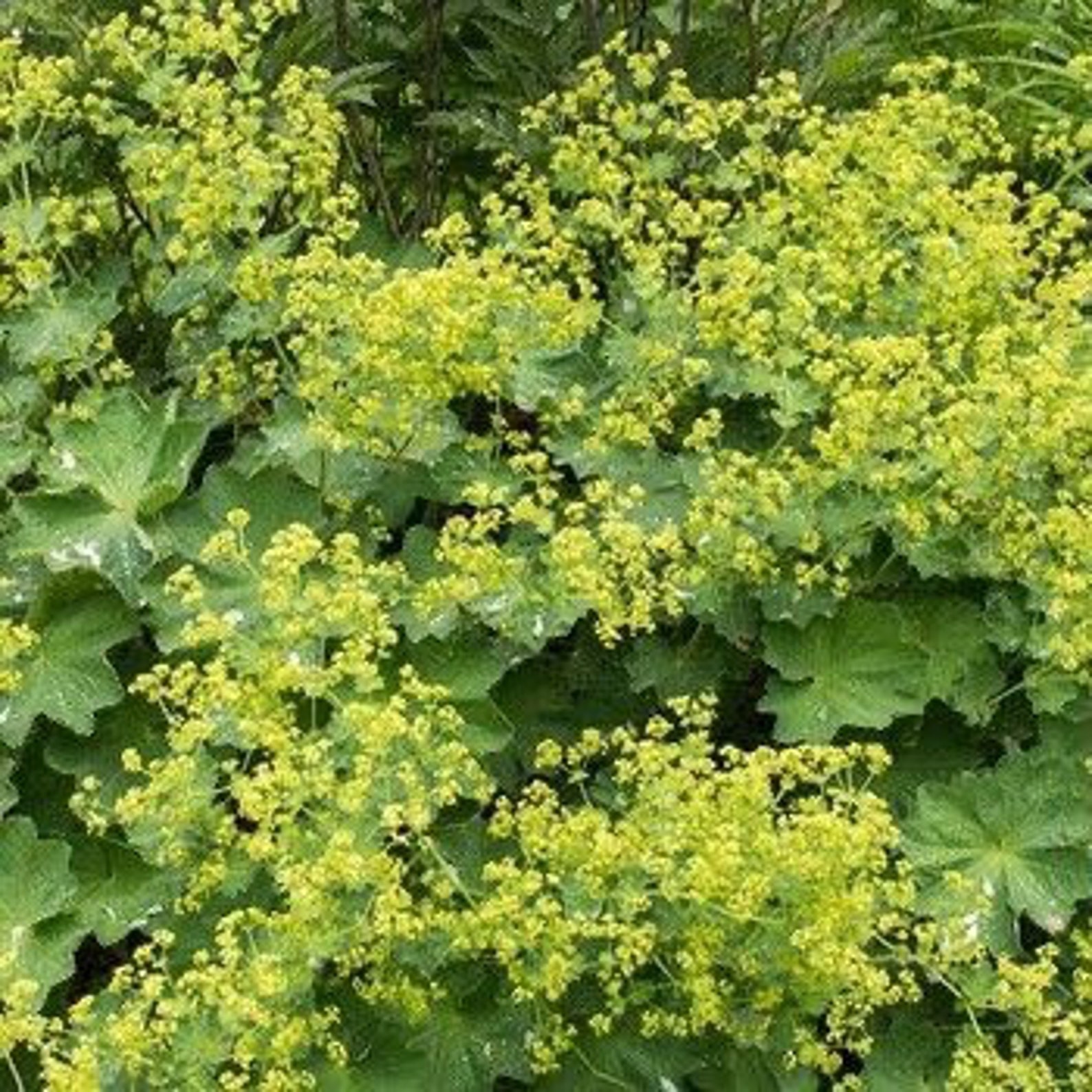 50 Seeds Lady's Mantle, Alchemilla Mollis Seeds - Etsy