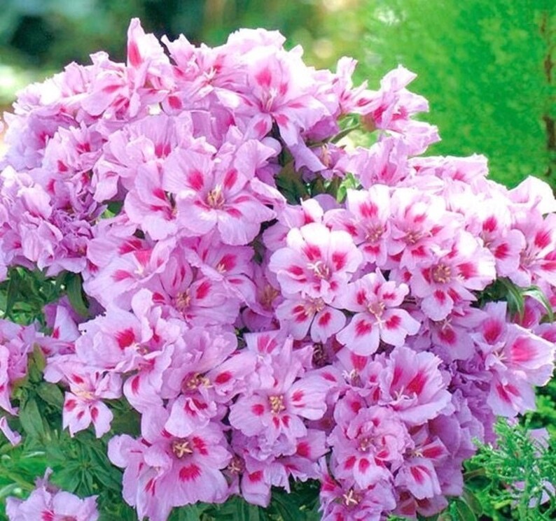 100 Seeds Godetia Lilac Godetia Grandiflora Azaelaflora - Etsy