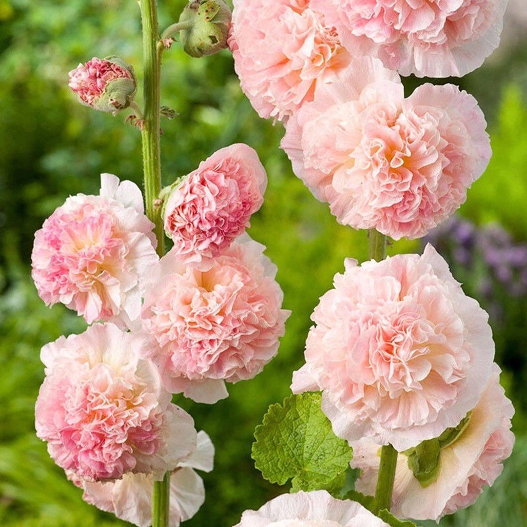 20 Seeds Double Apricot & Rosy-peach Pom Pom Hollyhocks - Etsy