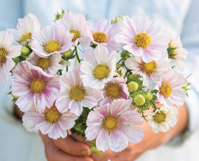 30 Versailles Flush Cosmos Seeds / Cosmos Bipinnatus / English Garden ...