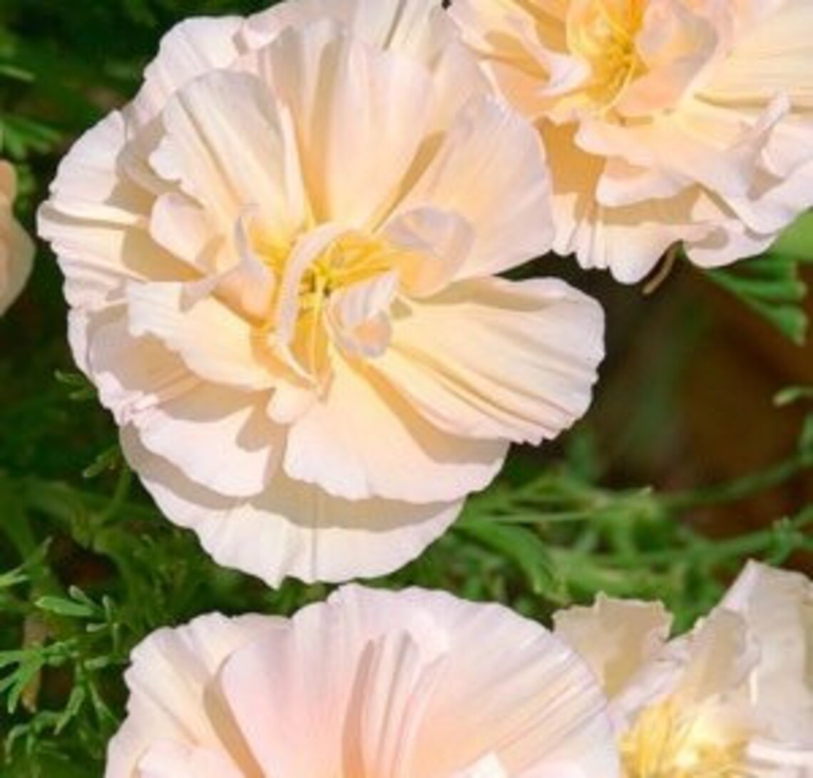 30 seeds California Champagne Poppies | Etsy