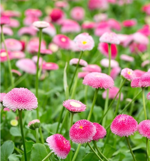 English Daisy Flower