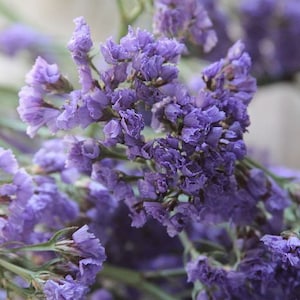 25 Seeds Statice Seeds - Light Blue Shades - Limonium Sinuatum - Etsy
