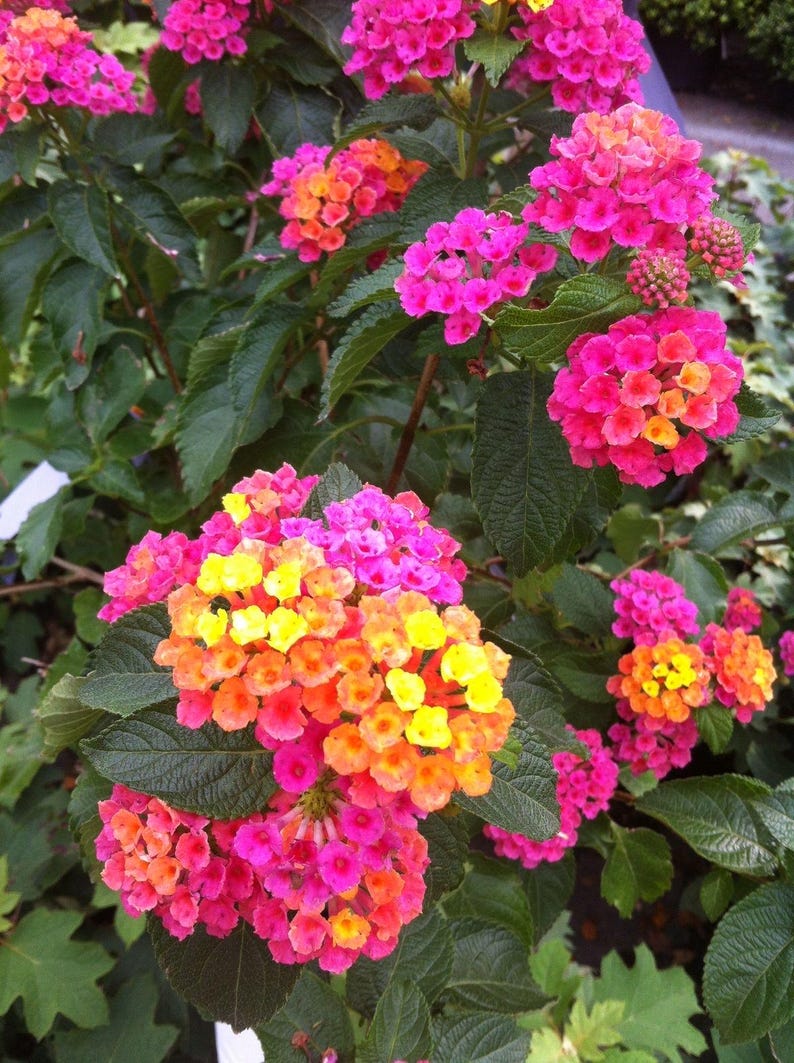 15 Multi-colo Tropical Lantana Camara Seeds Butterfly Bee Hummingbird ...
