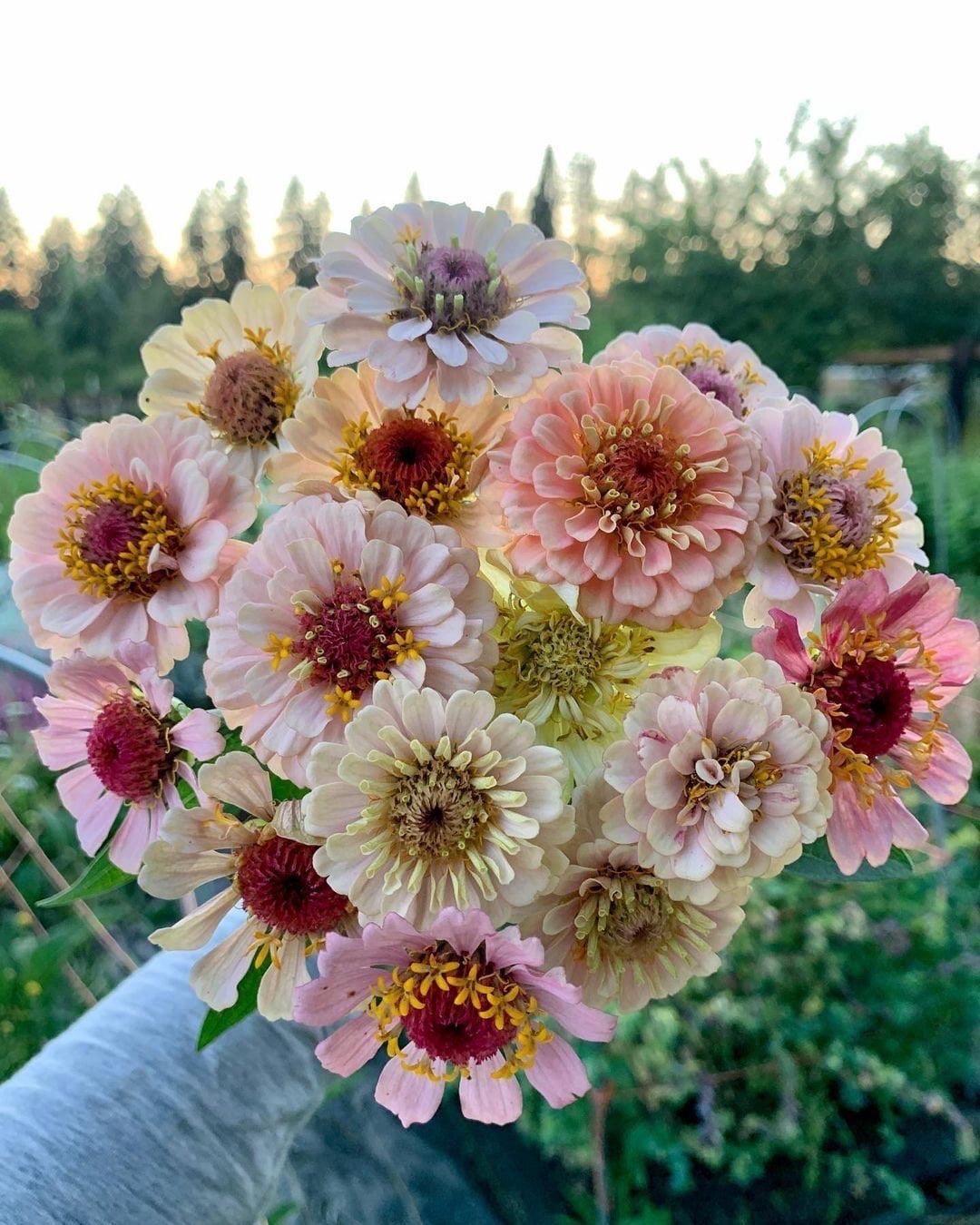 15 Seeds Lovely Pastel Mix Zinnias Seeds - Etsy