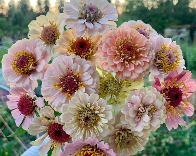 15 Seeds Lovely Pastel Mix Zinnias Seeds - Etsy