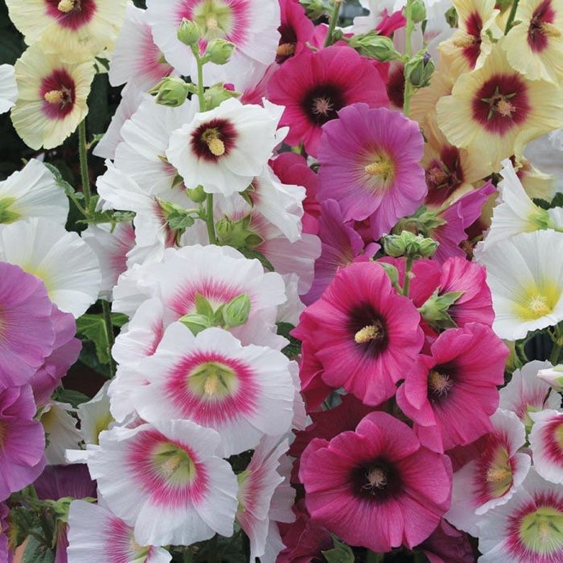 25 Seeds Hollyhock Indian Spring Holly Hock Seeds Mix (perennial) - Etsy