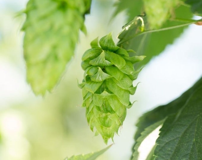 10 COMMON HOPS European Humulus Lupulus Vine Seeds Beer Making ...