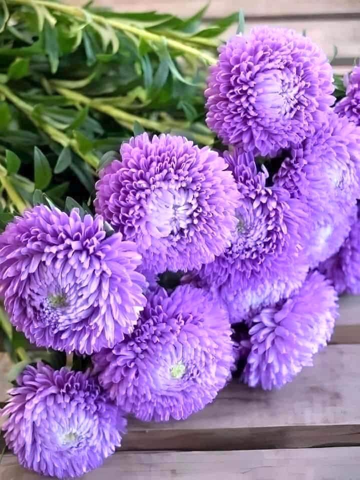 50 + Seeds Lovely Peony Light Blue China Asters - Etsy