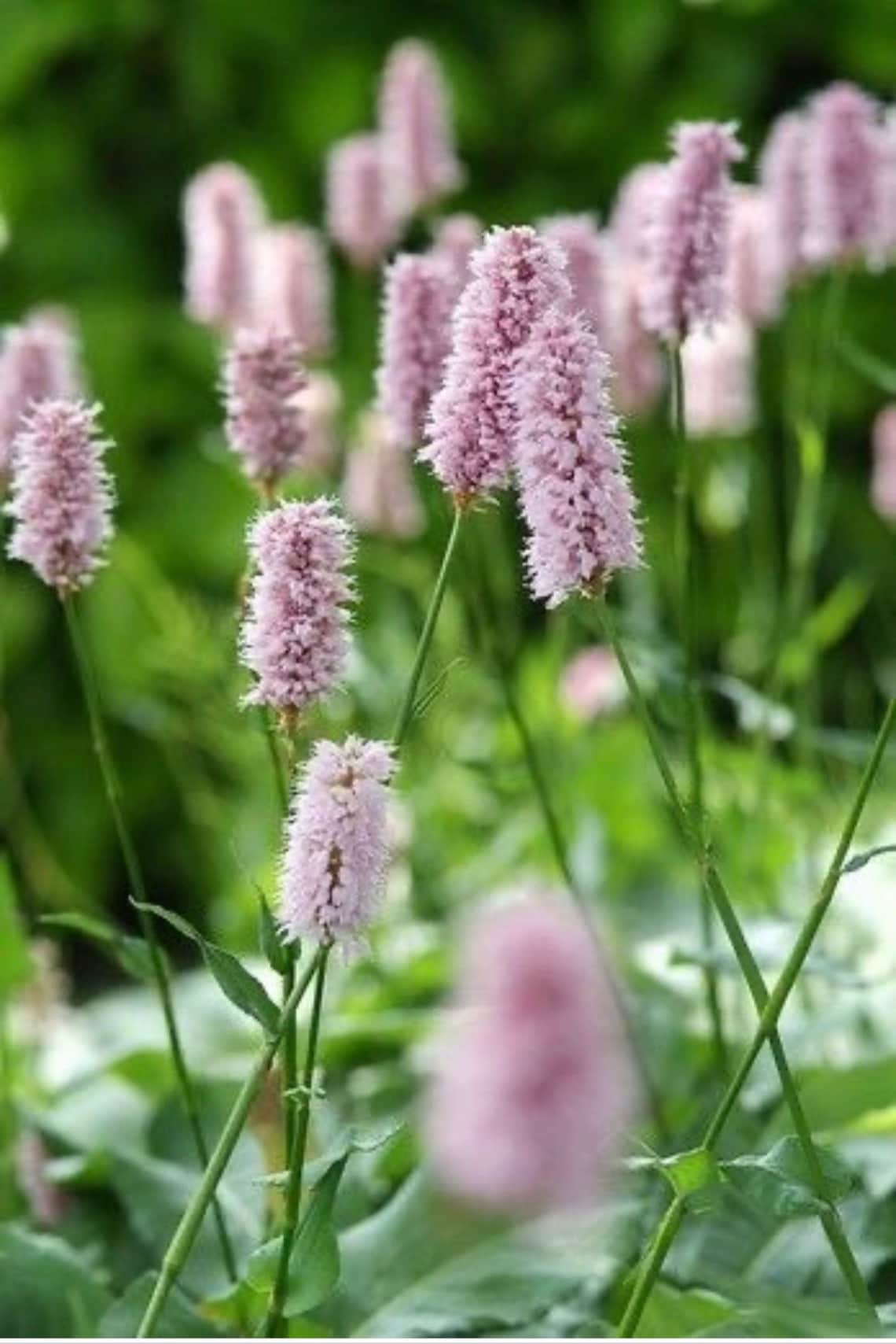 20 Seeds Lovely Polygonum Bistorta Seeds Perennial - Etsy