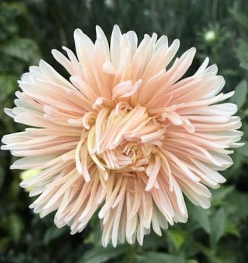 50+ Seeds Lovely Valkyrie Chamois Apricot Needle China Asters - Etsy