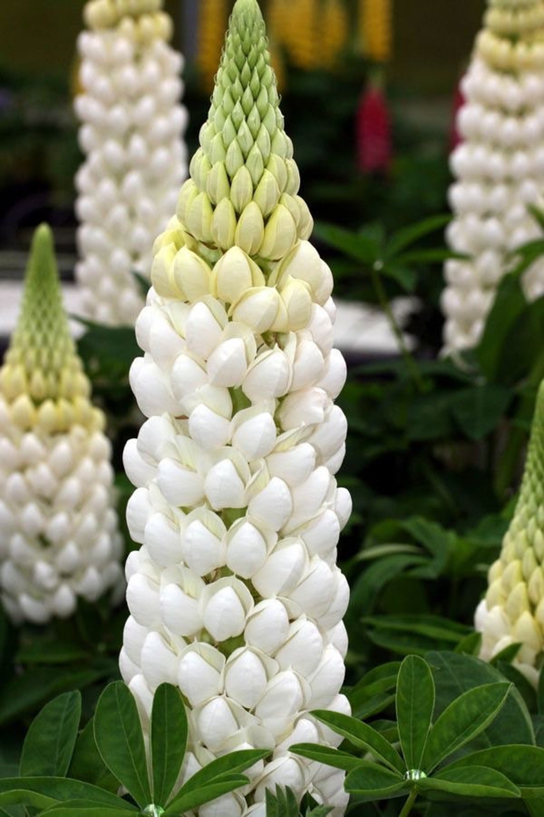 20 Seeds White Russell Lupines / Lupin Seeds - Etsy