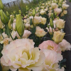 15 Seeds Lovely Light Pink and Blush Lisianthus - Etsy Canada