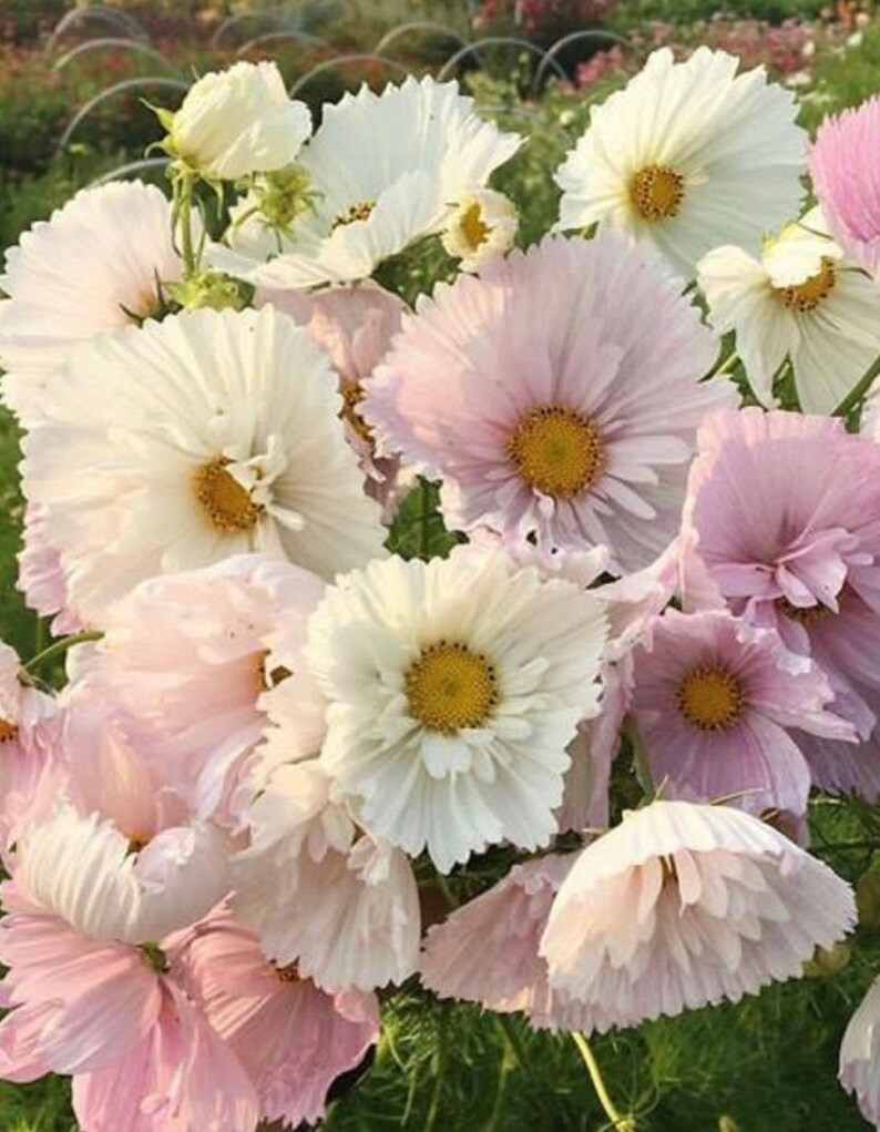 20 Seeds Novelty and Beautiful Cupcake Blush Cosmos - Etsy