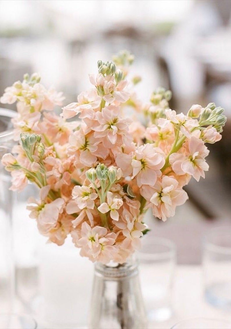 30 Seeds Stock Seeds Apricot Matthiola Incana - Etsy