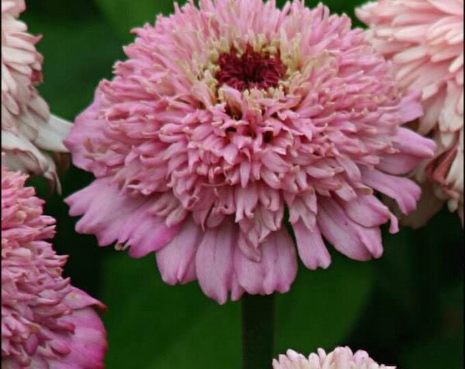20 Seeds Lovely Zinnia 'zinderella Lilac' Zinnia Seeds - Etsy