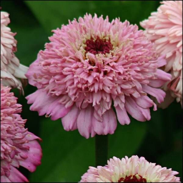 20 Seeds Lovely Zinnia 'zinderella Lilac' Zinnia Seeds - Etsy Sweden