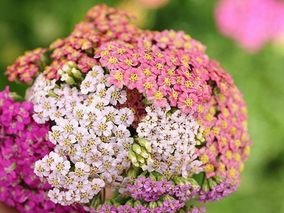 50seeds Pastel Mix Color Yarrow achillea Millefolium | Etsy