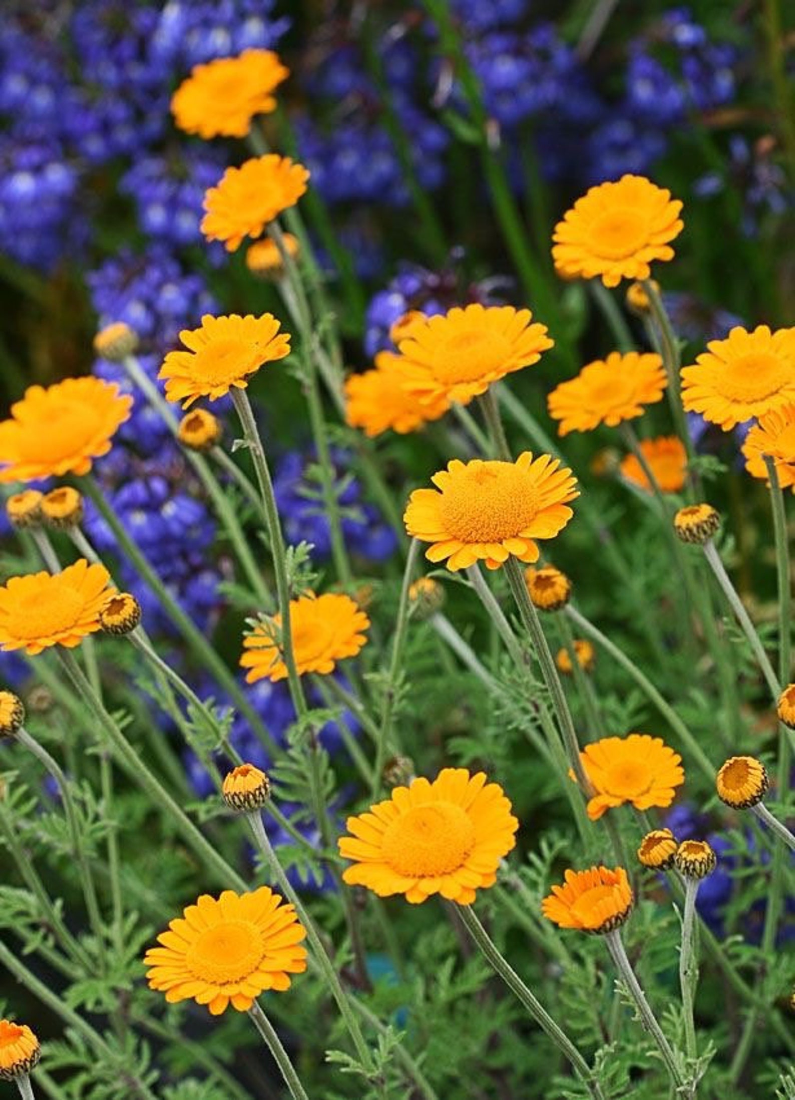 50 +seeds Marguerite Daisy Orange (anthemis Tinctoria Kelwayi ...