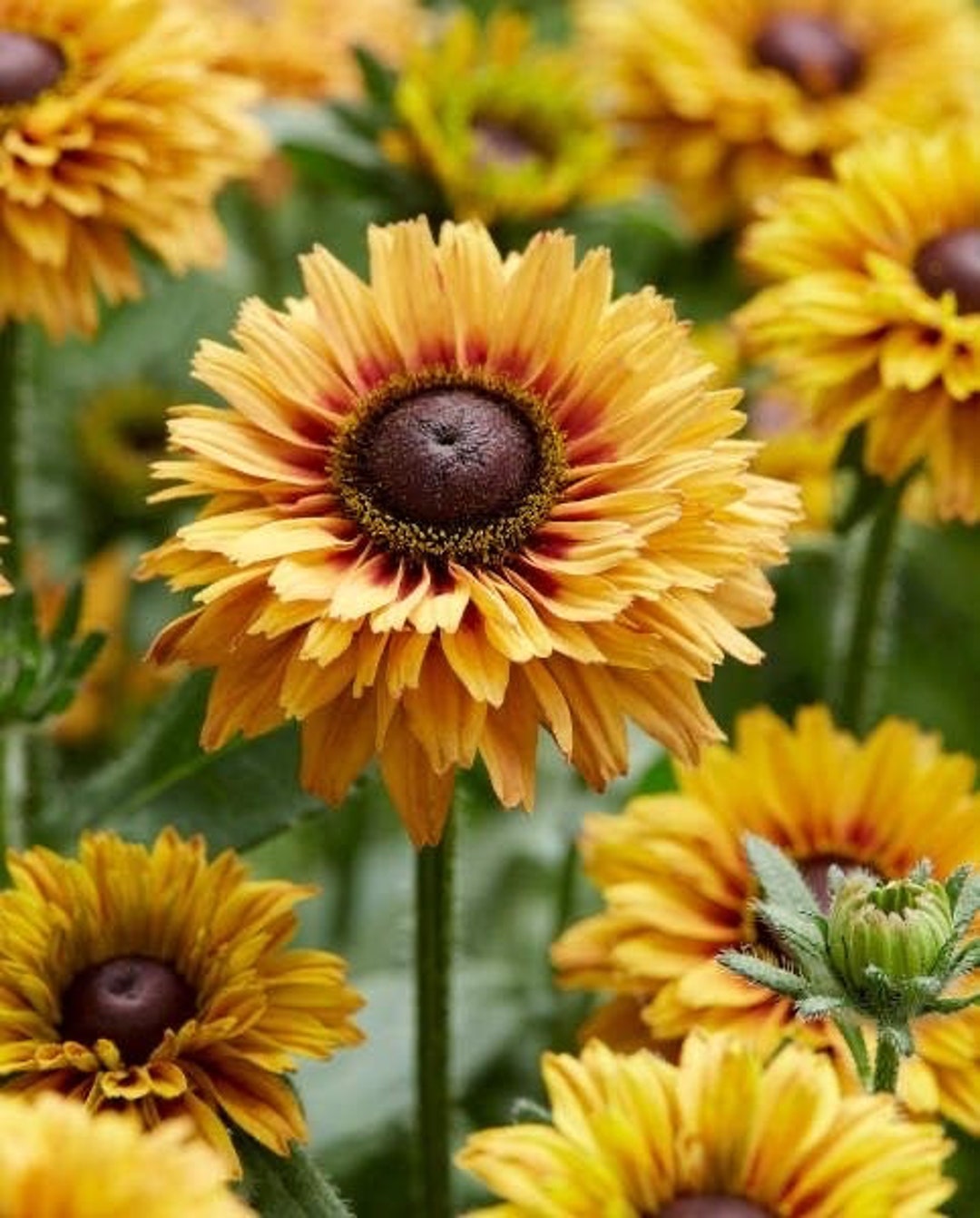 25 Seeds Lovely Rudbeckia Enchanted Sun - Rudbeckia Hirta - Etsy