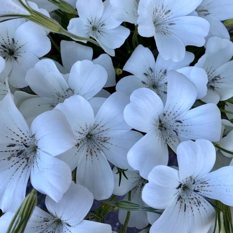 50 Seeds Lovely Agrostemma Githago Pearl White - Etsy