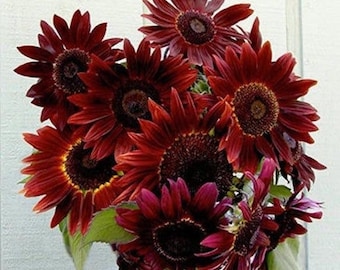 Sunflower Seed Salted Roasted Fresh Nuts Natural Israeli Food - Etsy