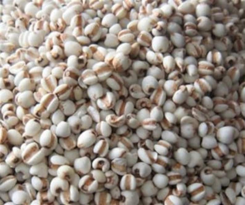 20 Seeds Job’s Tears - Coix Lacryma-jobi - Etsy
