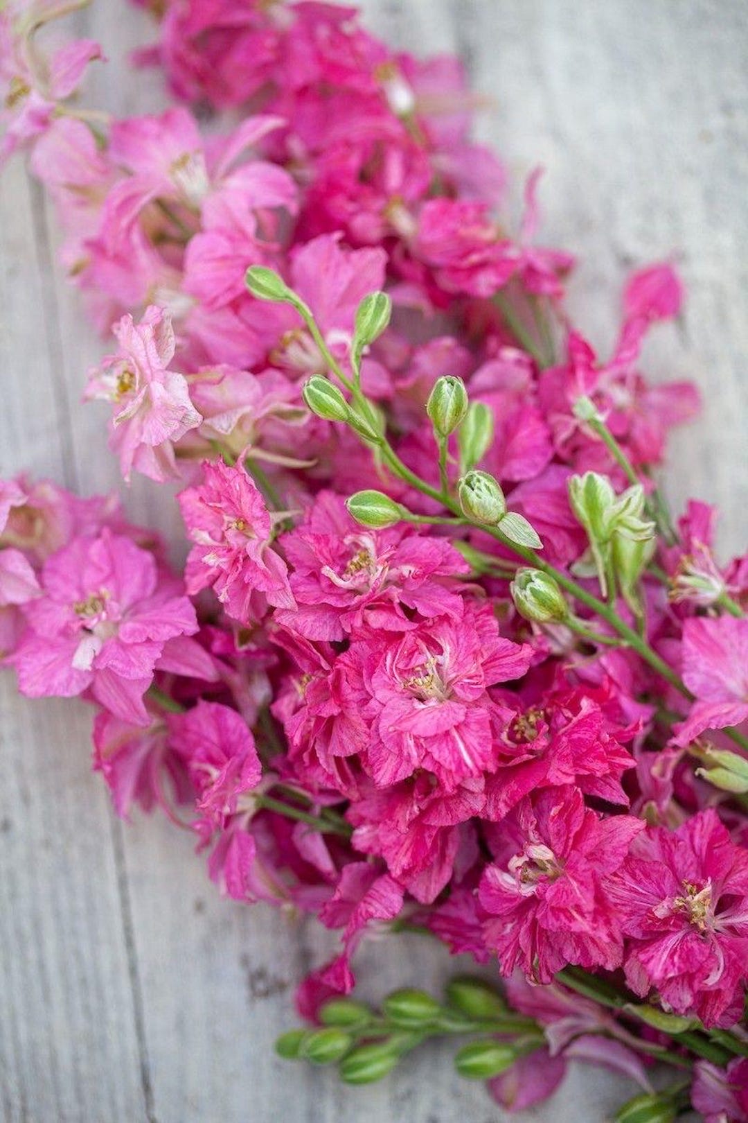 50 Organic Rittersporn CAMELIARD Pacific Giant Perennial Summer ...