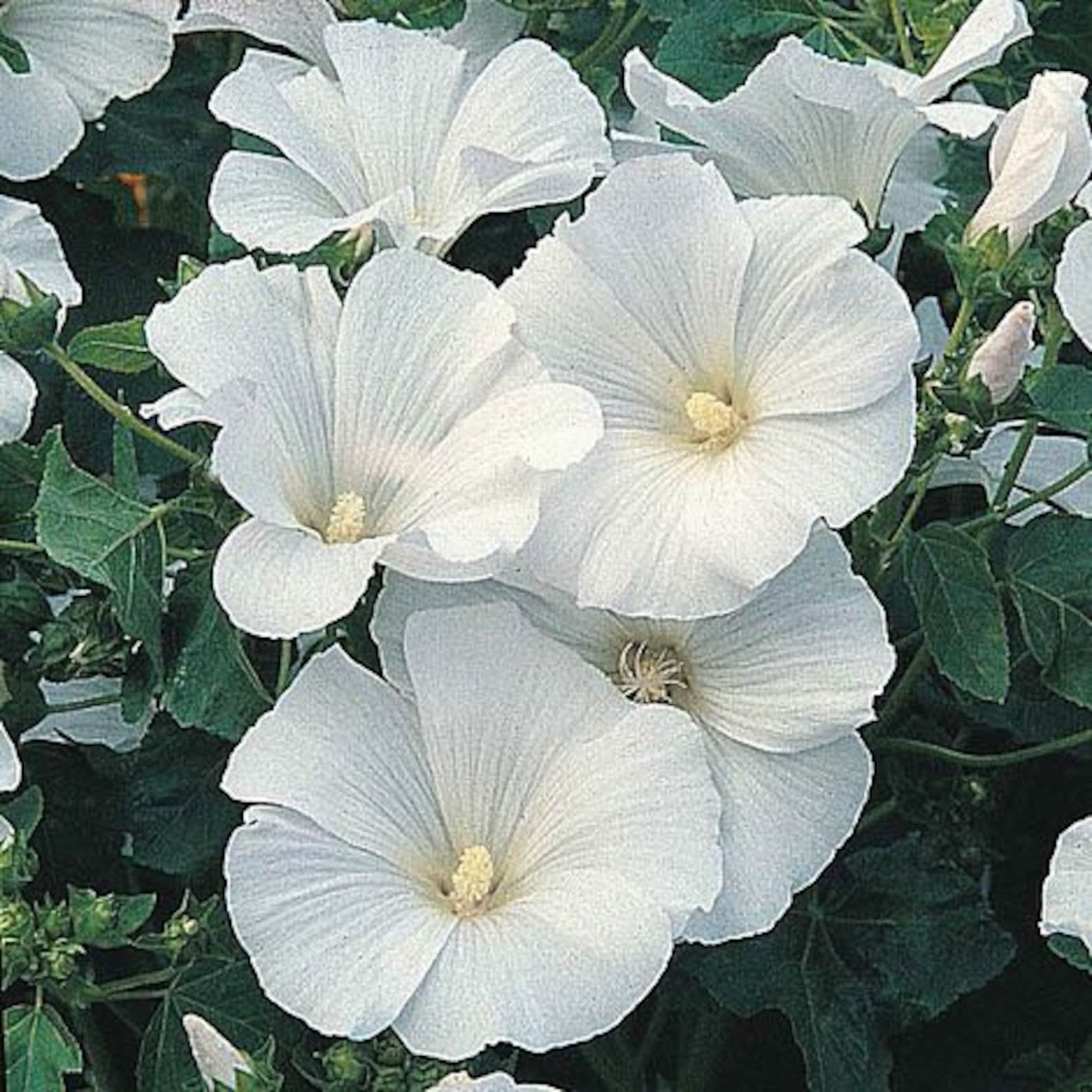 40 seeds Lavatera white Mallow Seeds annual | Etsy