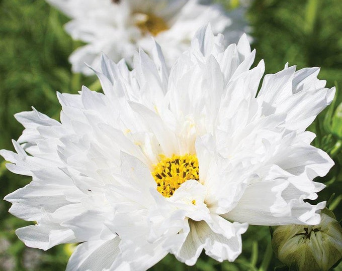 25 Seeds Bouquet Cosmos Snow Puff Double Click - Etsy
