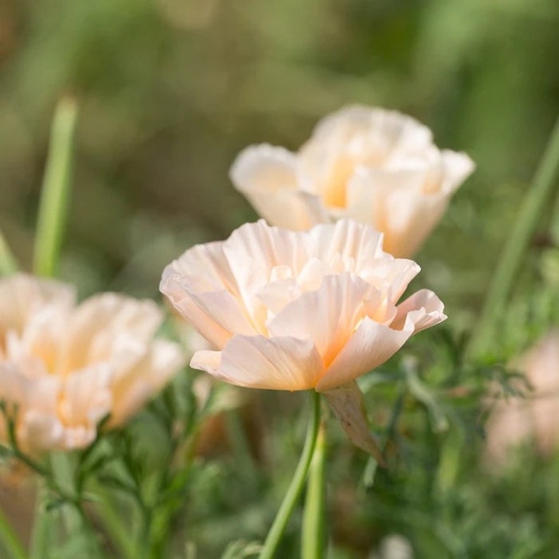 30 Seeds California Champagne Poppies - Etsy