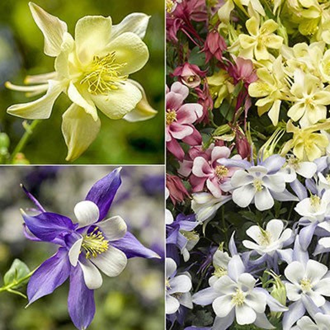35+ Seeds Columbine Aquilegia Mix Floral Seeds - Etsy