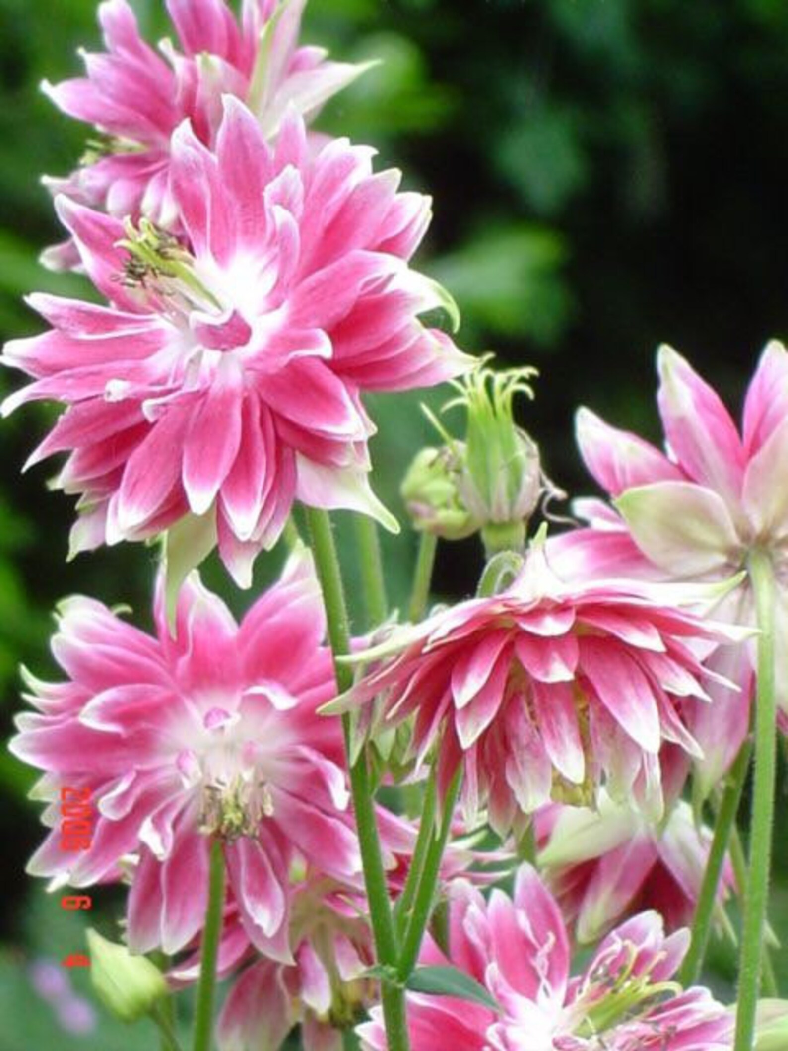 35 Akelei Nora Barlow Columbine Seeds - Etsy