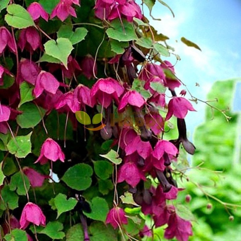 5 Seeds Rare Purple Bell Vine rhodociton Atrosanguineus | Etsy