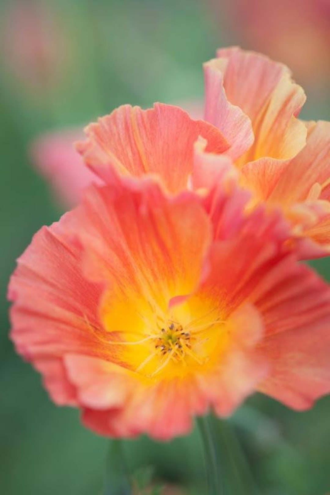 30+ Seeds California Poppy ‘apricot Chiffon’eschscholzia - Etsy
