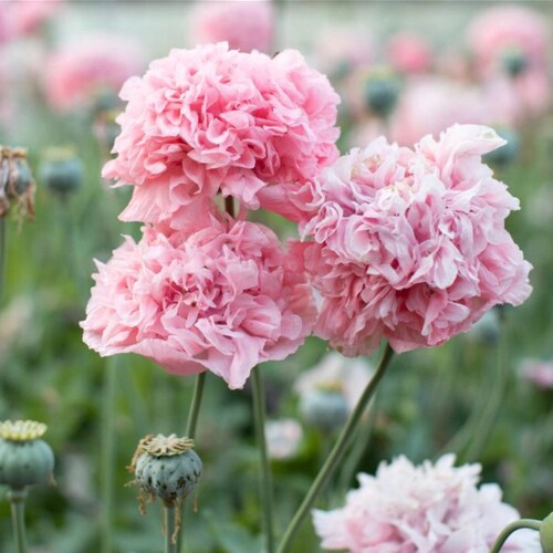 Poppy the Giant Rattle Poppy Heirloom Seeds 50 - Etsy
