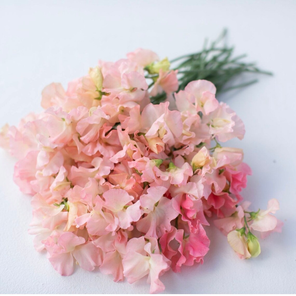 10 Seeds Organic Sweet Pea Pale Pink (lathyrus Odoratus) - Etsy