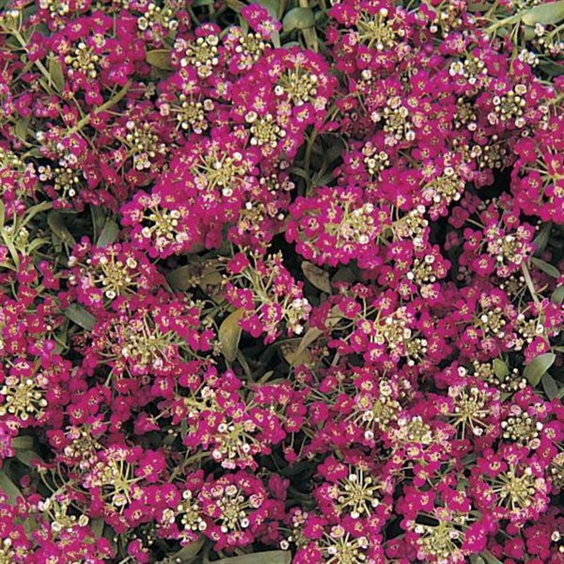 50+ Seeds Lovely Unique Rose Alyssum Seeds - Etsy