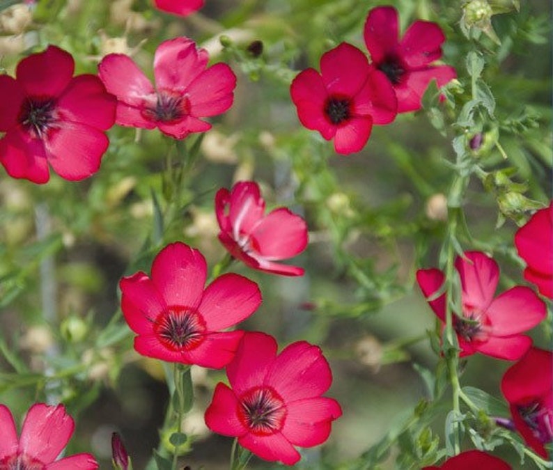 30 Seeds Linum Charmer Flax Mix - Etsy