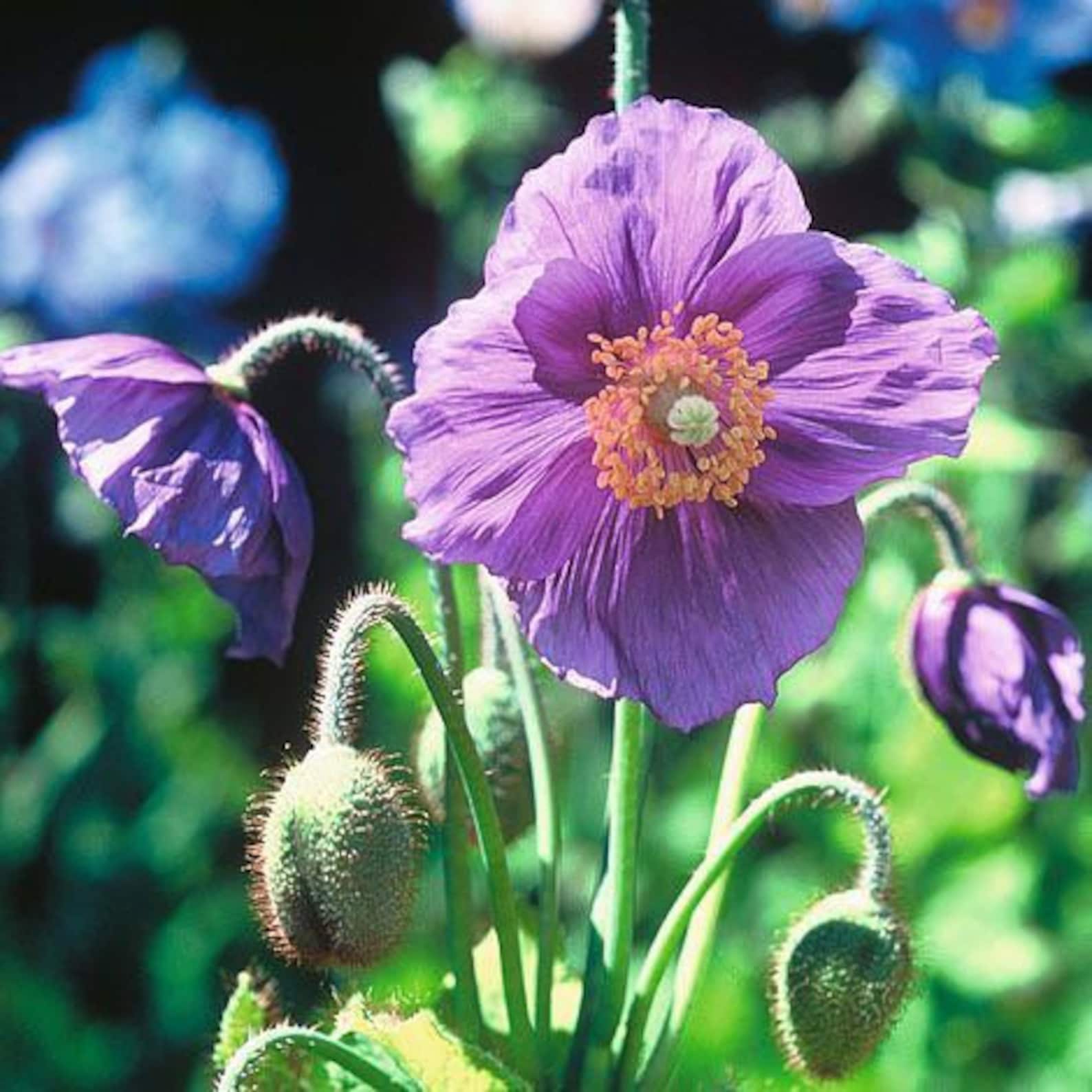 15 seeds Violet Poppy Himalayan Meconopsis | Etsy