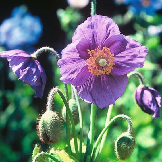 15 Seeds Violet Poppy Himalayan meconopsis | Etsy