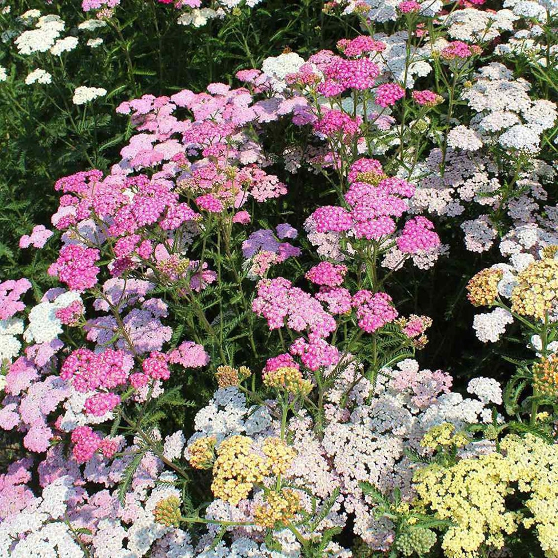 50seeds Pastel Mix Color Yarrow achillea Millefolium - Etsy Canada