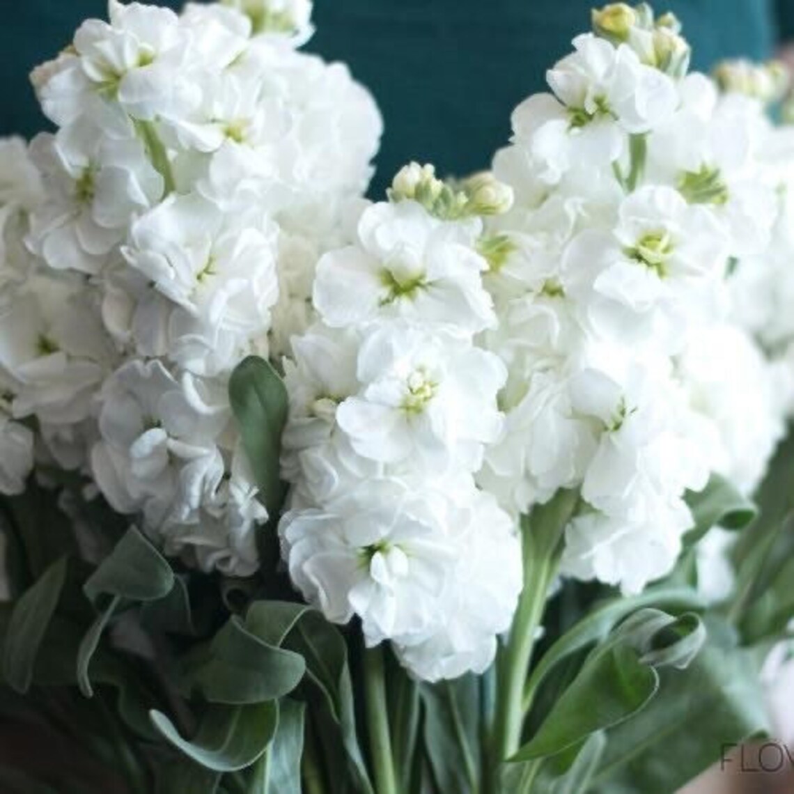 30 Seeds Stock Seeds White Matthiola Incana - Etsy Canada