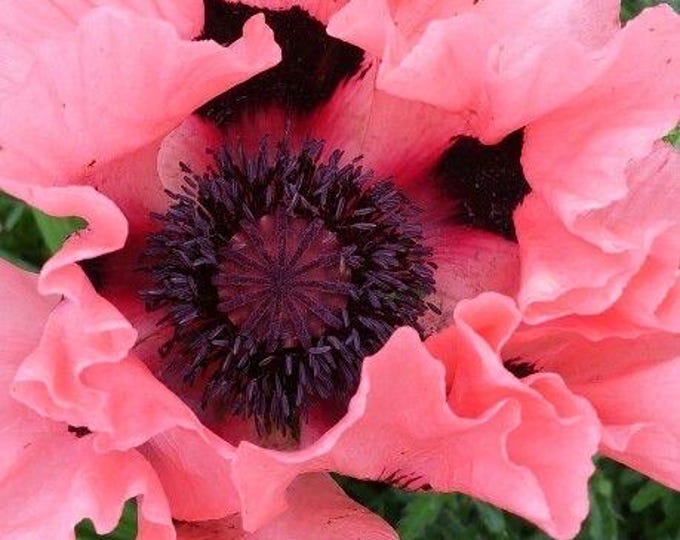 30 + Seeds Papaver Orientale ‘coral Reef’ (oriental Poppy) - Etsy